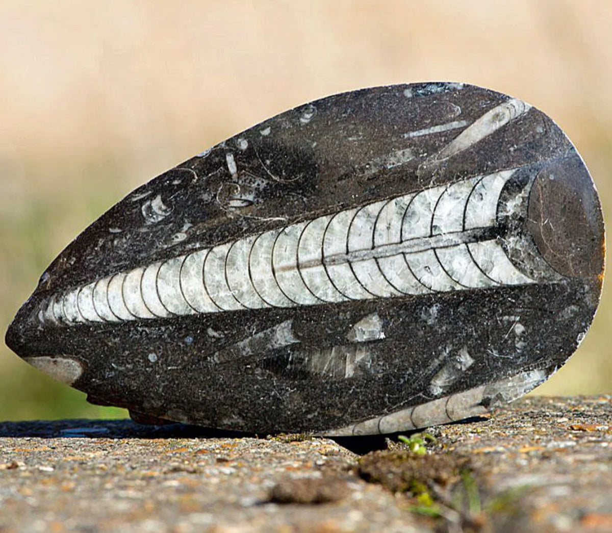 Orthoceras Fossils – Northern Maine Minerals LLC