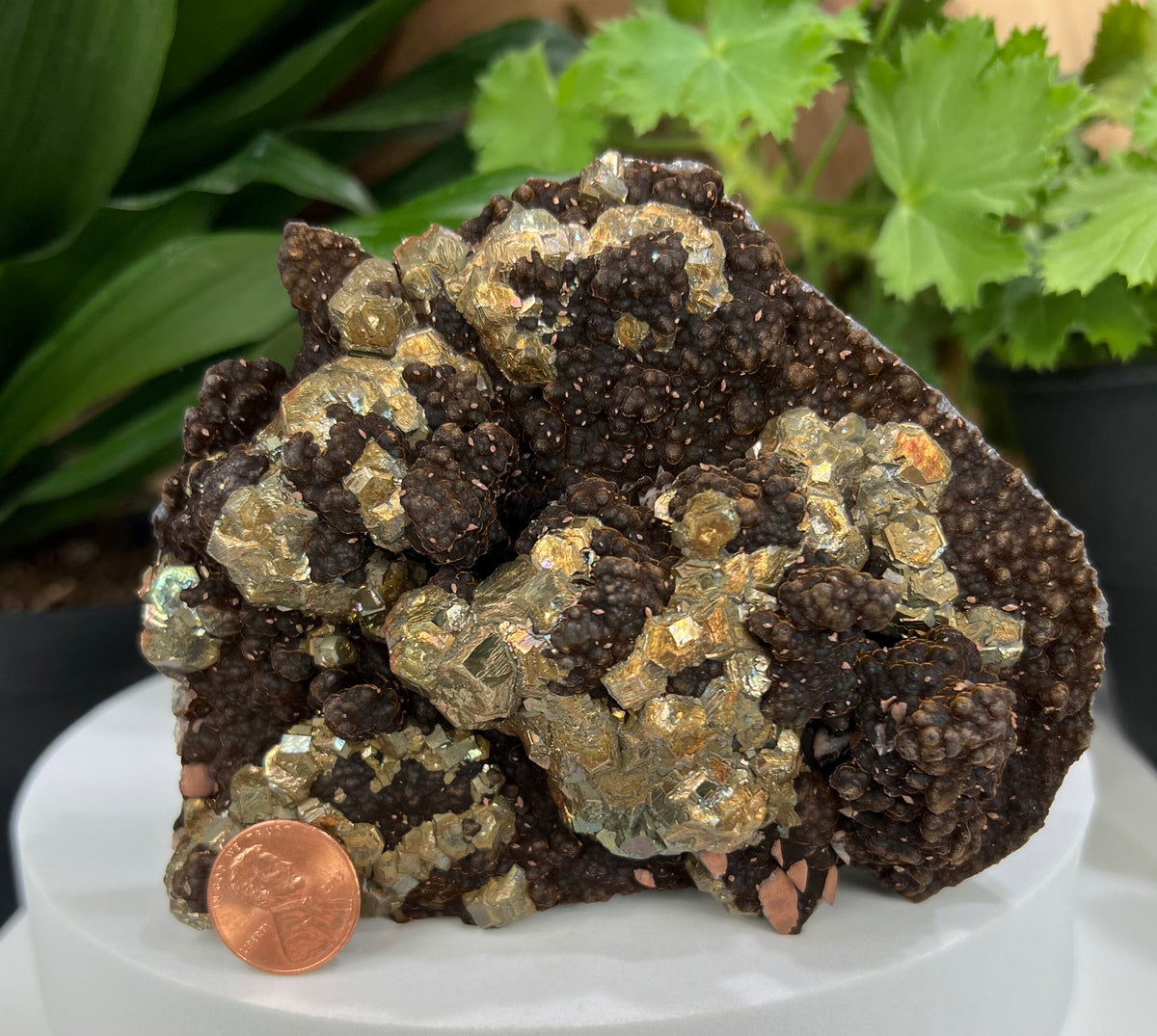 Rare Botryoidal Goethite with Iridescent Pyrite Crystals and Calcite f ...